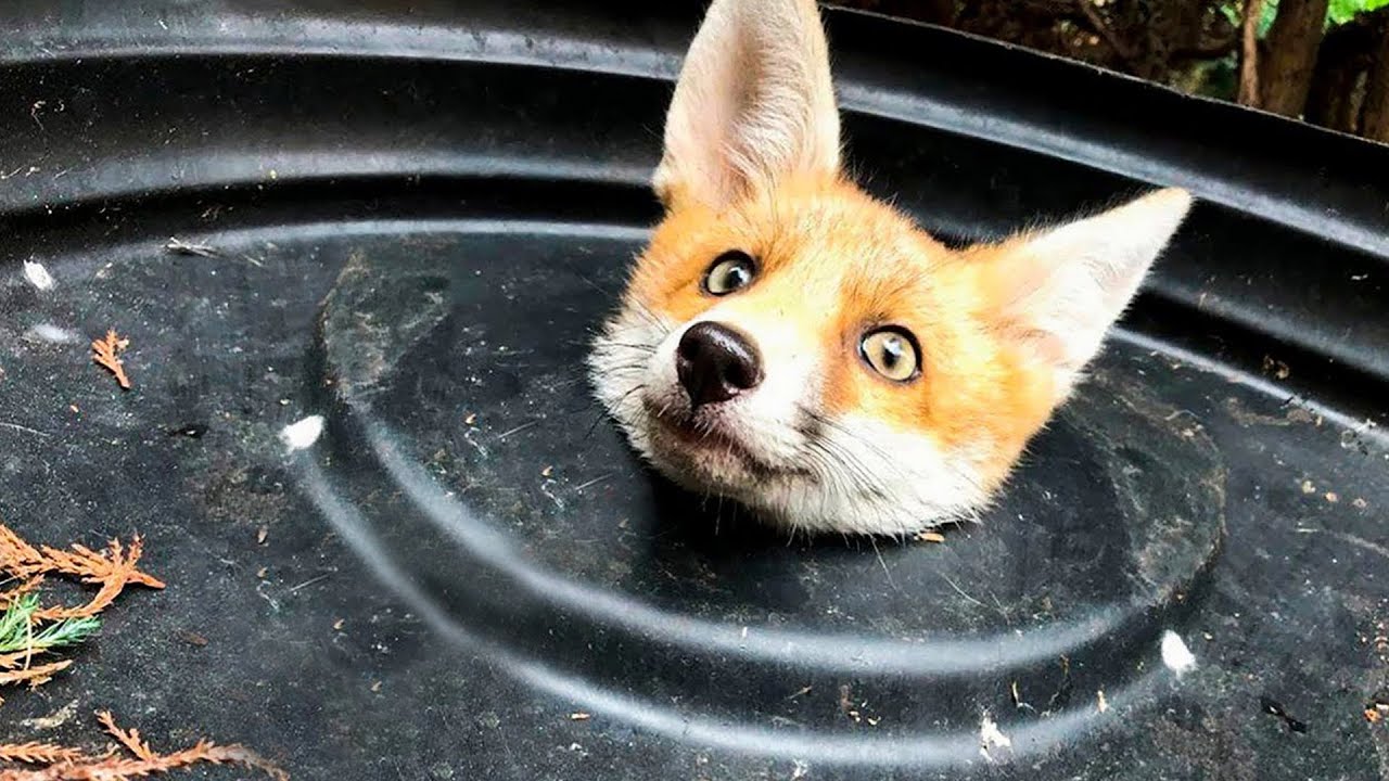 🙀 10 Very Inspiring Animal Rescues 🐾🐶 - YouTube