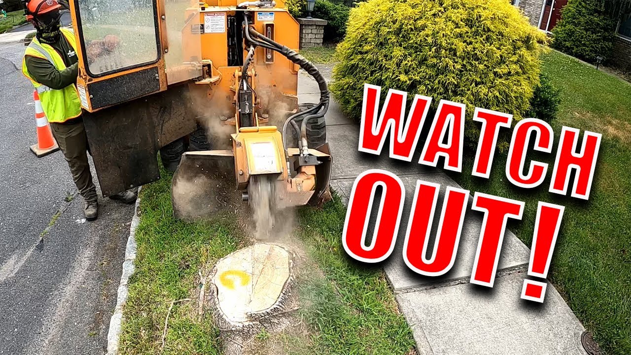 Gas Lines Running Under The Tree Stumps | Dangerous Removal & Meet ...