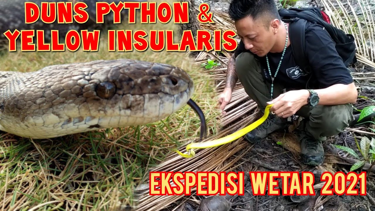 HABITAT DUNS PYTHON & YELLOW INSULARIS #EKSPEDISIWETAR - YouTube