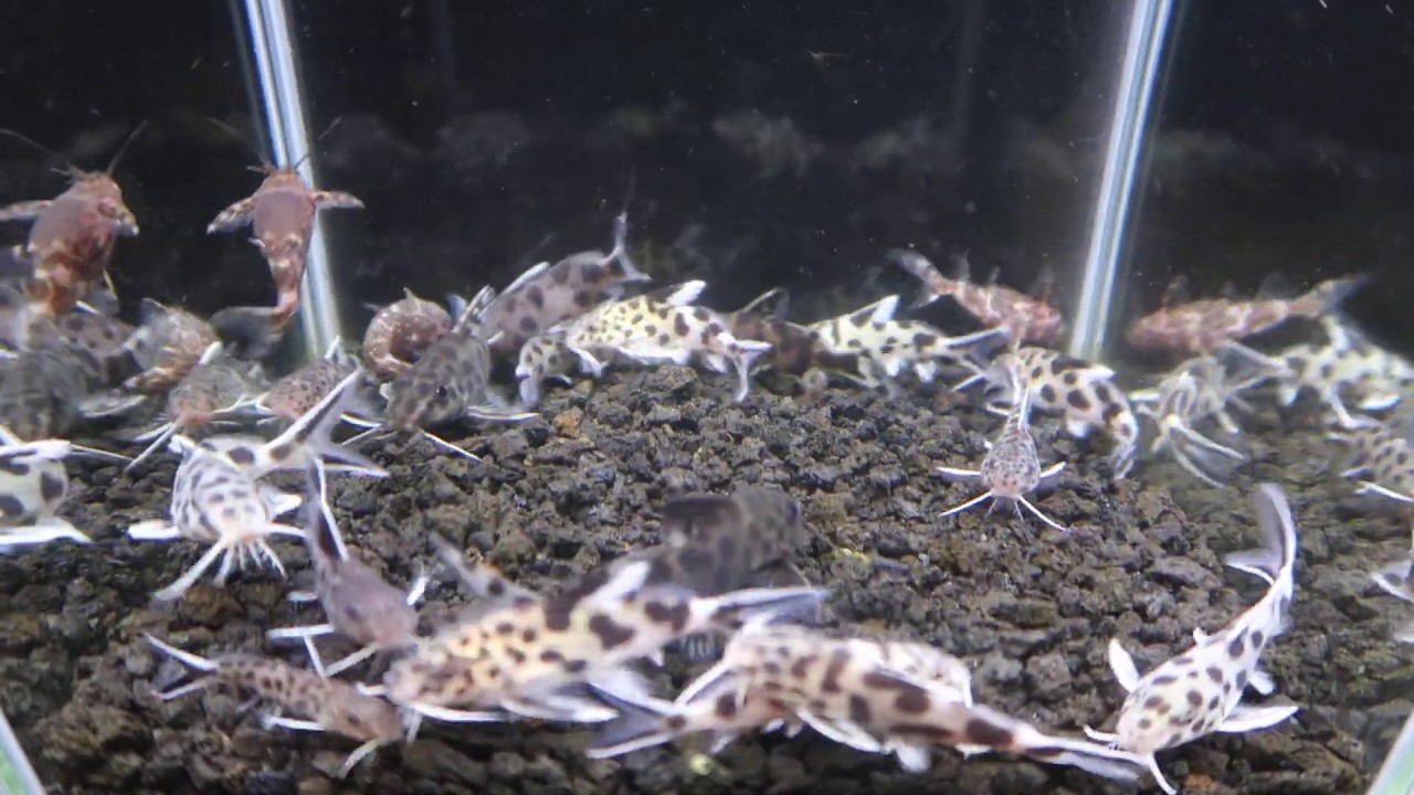 Small Mix Synodontis Catfish, locally tank-breed by bioAquatiX - YouTube