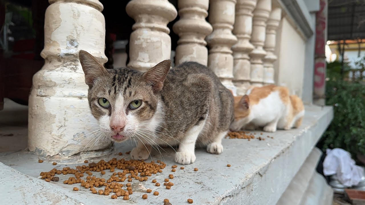 Stray kitten tries to grab food from big cat to fill up before going to ...