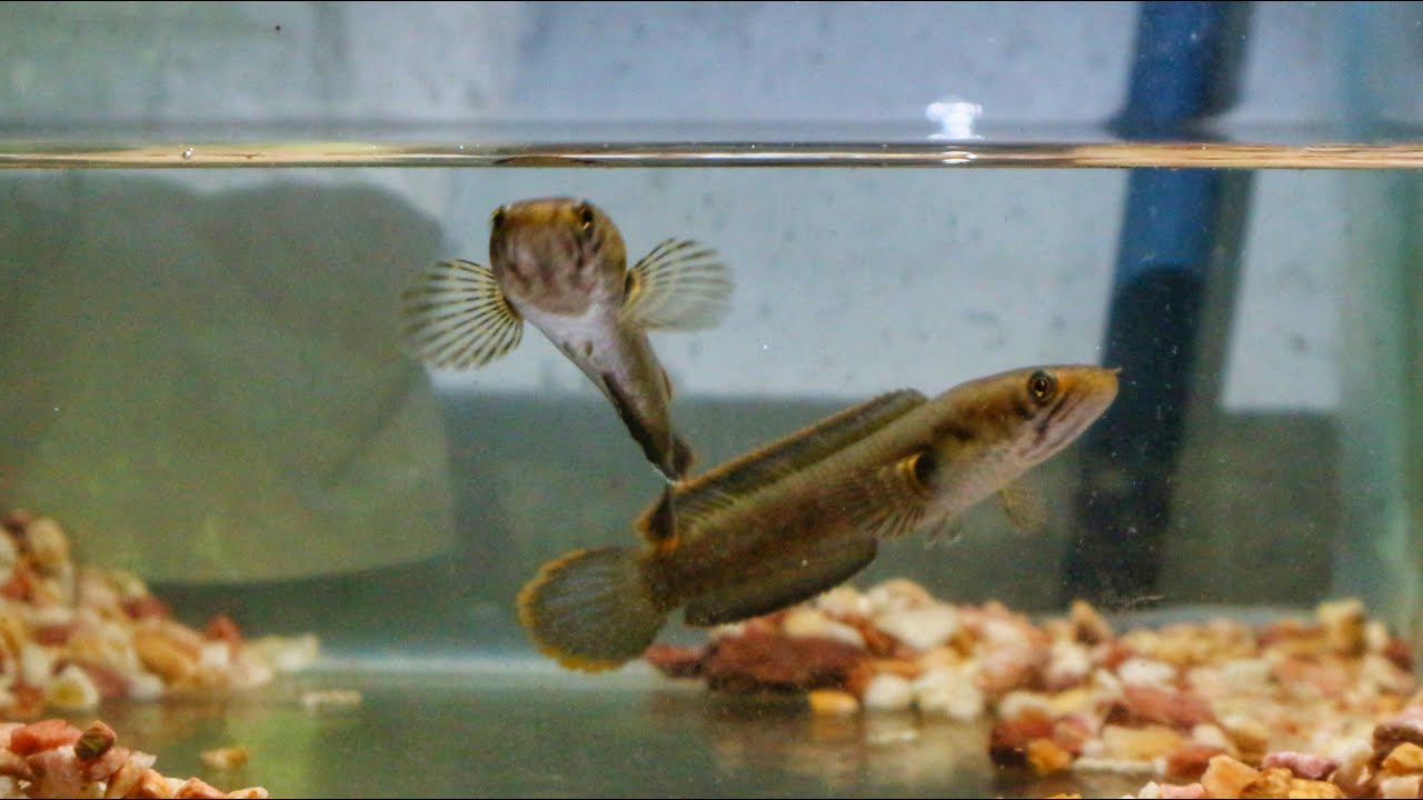 channa gachua feeding - YouTube