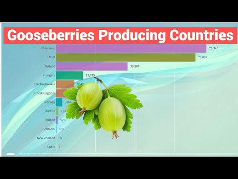 Gooseberries Producing Countries - Gooseberry Production by State - YouTube