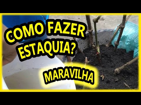 Como fazer MUDA da planta Maravilha (mirabilis jalapa) - YouTube
