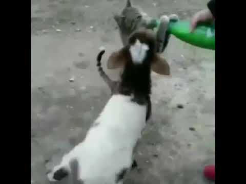 Kedi  kuzu süt kavgası