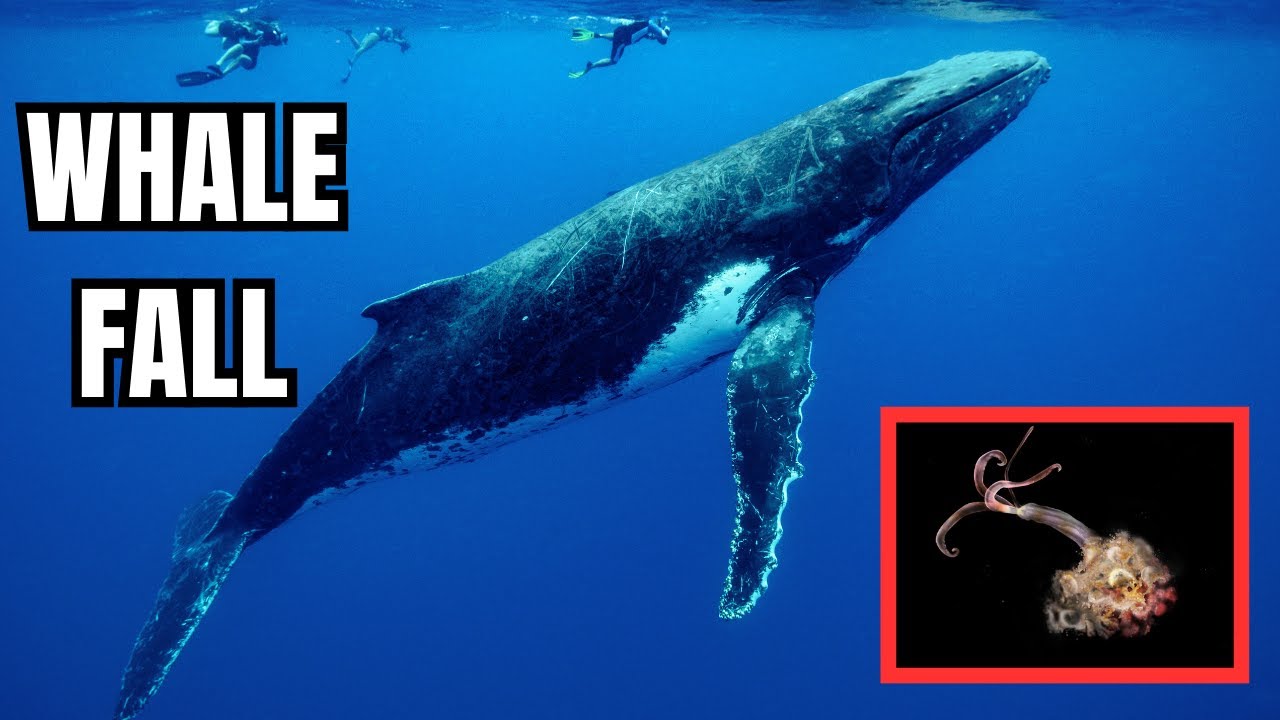 Whale Falls | What Happens When Whales Die? - YouTube