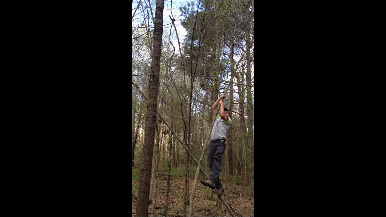 Tree riding - YouTube