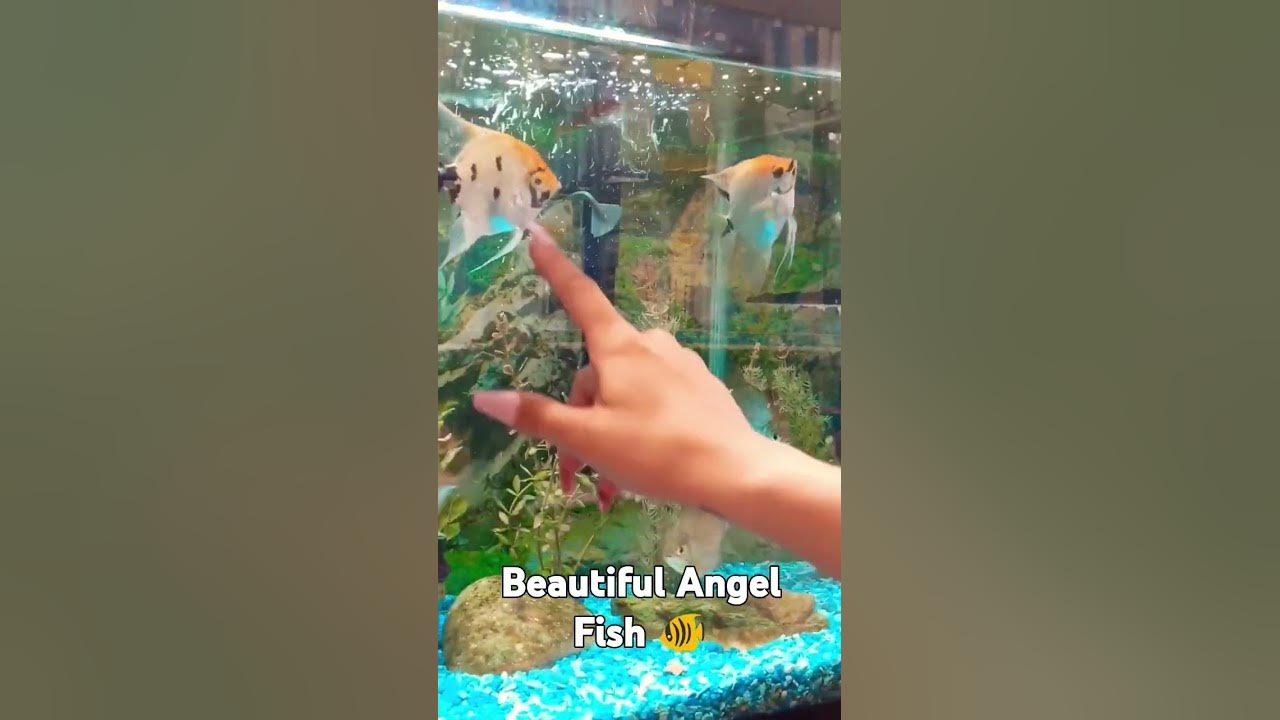 Angel Fish😇🐠 #angelfish #fishlover #fishvideo #fishy #music #cute #beautiful - YouTube