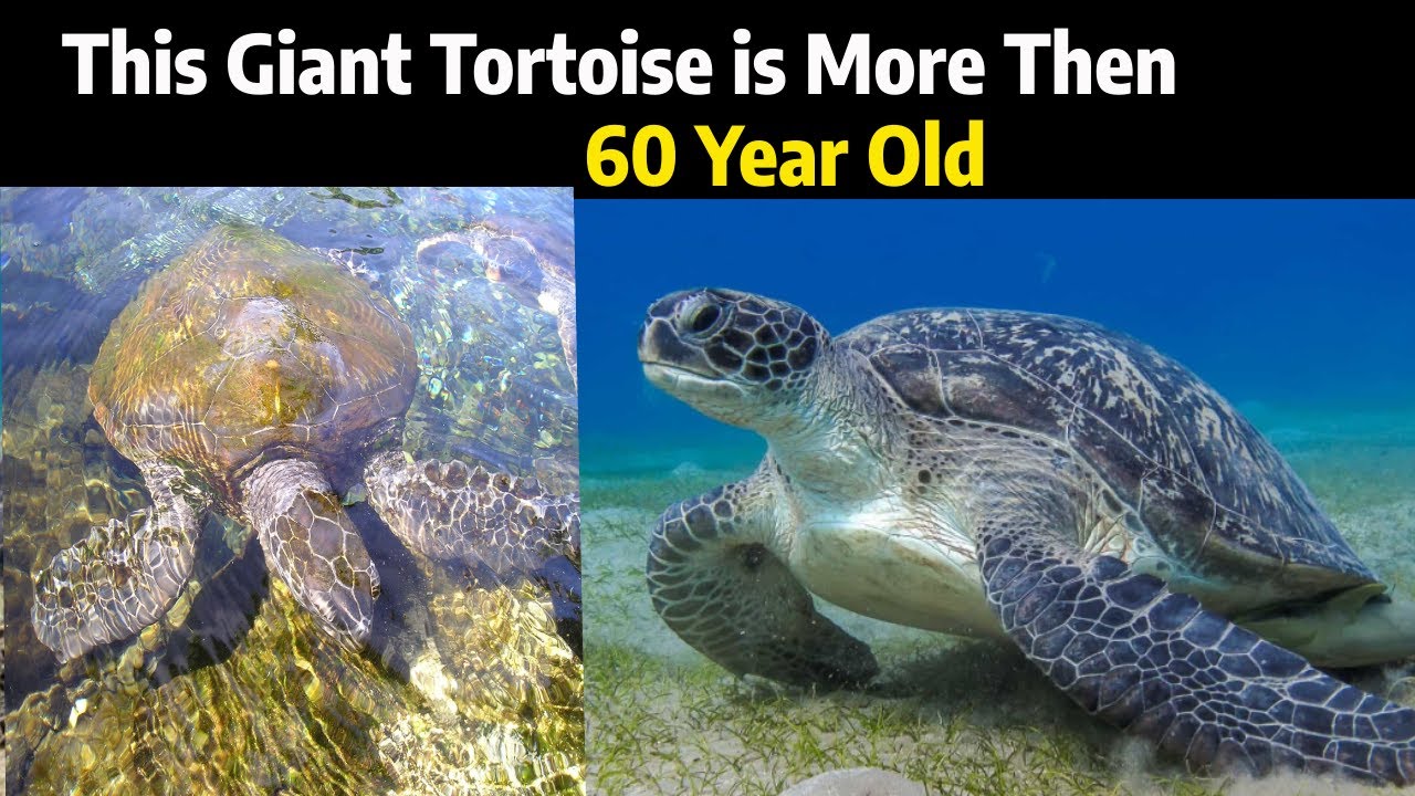 Life of a 100-Year-Old Tortoise in Japan 🐢🇯🇵,🏯 - YouTube