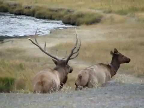Elk Mating — at Madison, Yellowstone National Park Fall 2010 - YouTube