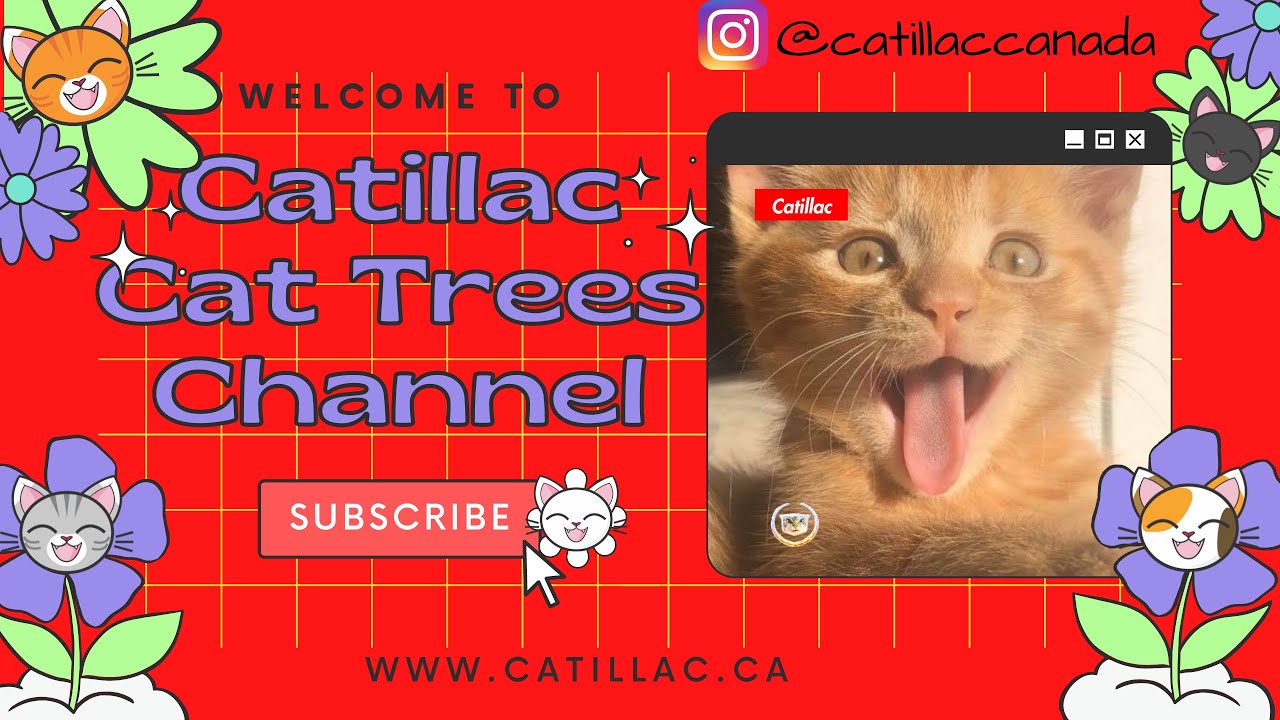 Hello Cat Lovers I'am the Catmane from Catillac Cat Trees and this is ...