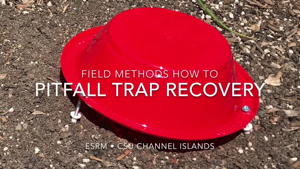 Pitfall Trap Recovery - YouTube