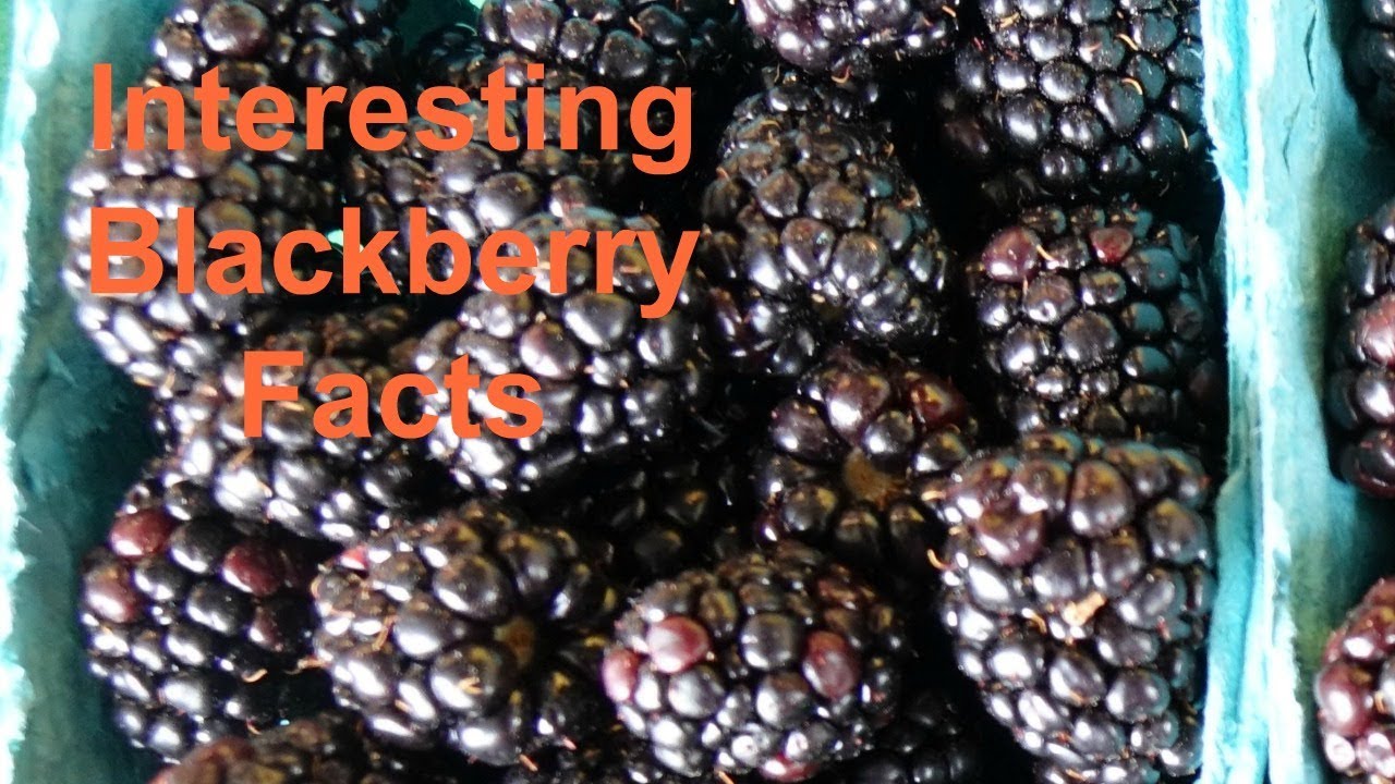Interesting Blackberry Facts - YouTube