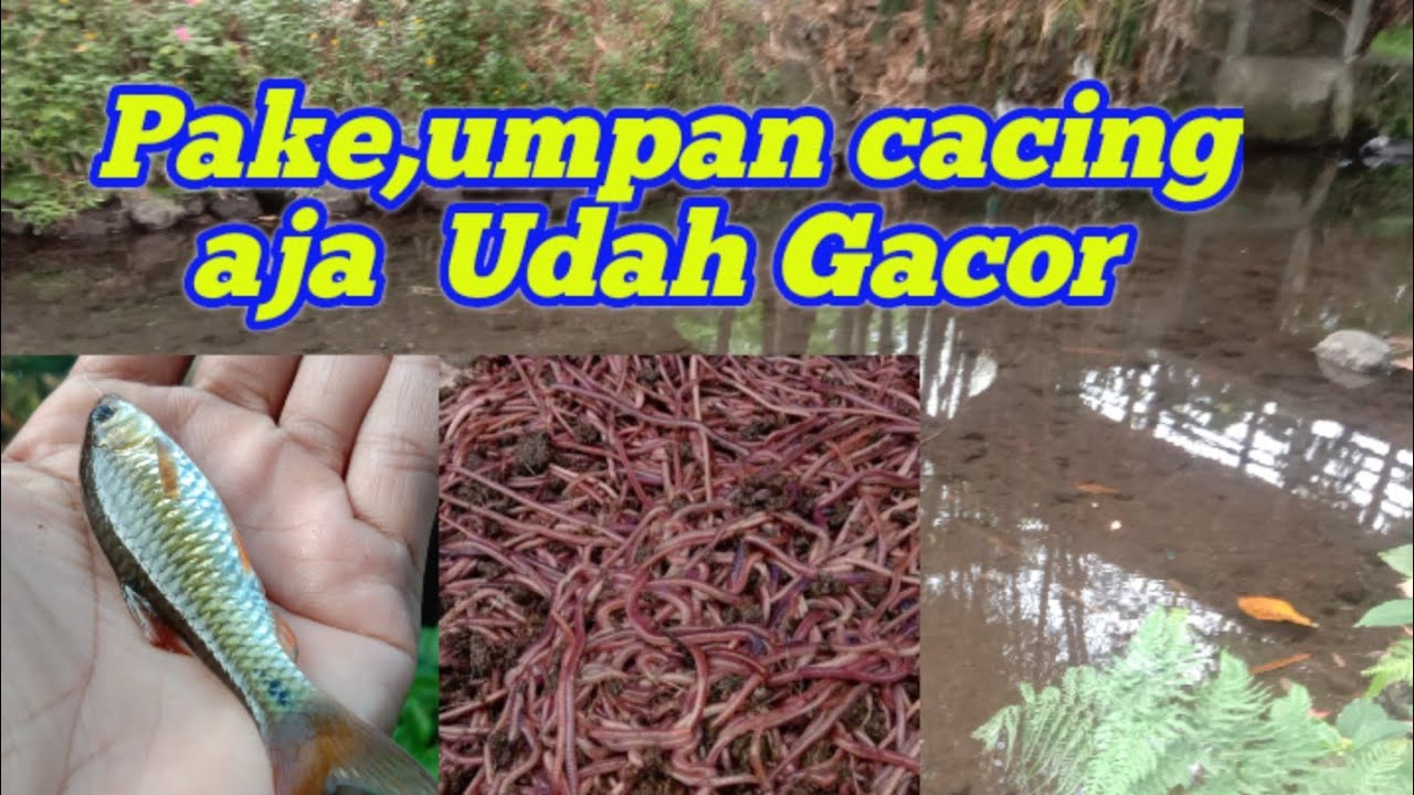 Pake,umpancacing aja,udah Gacor#umpancacing#microfishing#gacor - YouTube