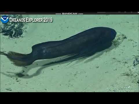 Black Fish @ Blake Escarpment - YouTube