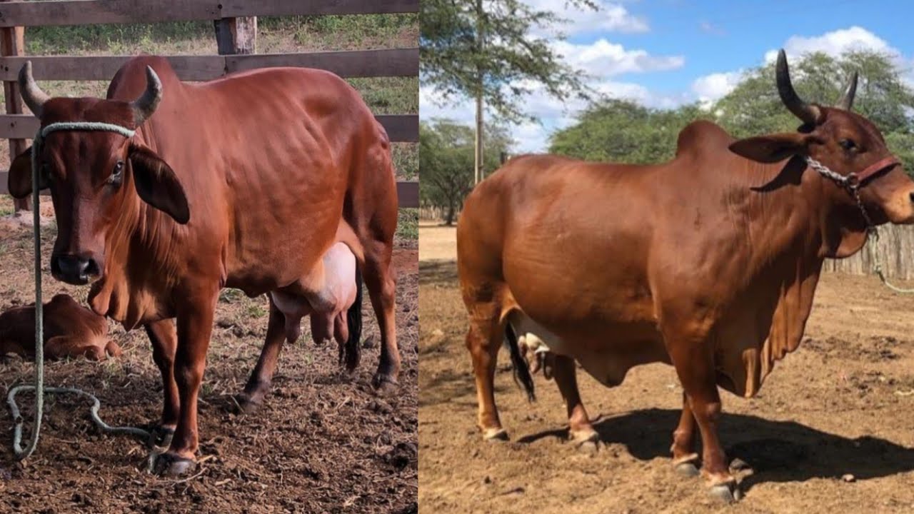 Red Sindhi Cow || Highest Milk Producing Cow In World - YouTube