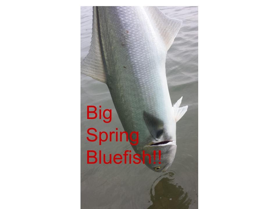 Long Island Back Bay Spring Bluefish - YouTube
