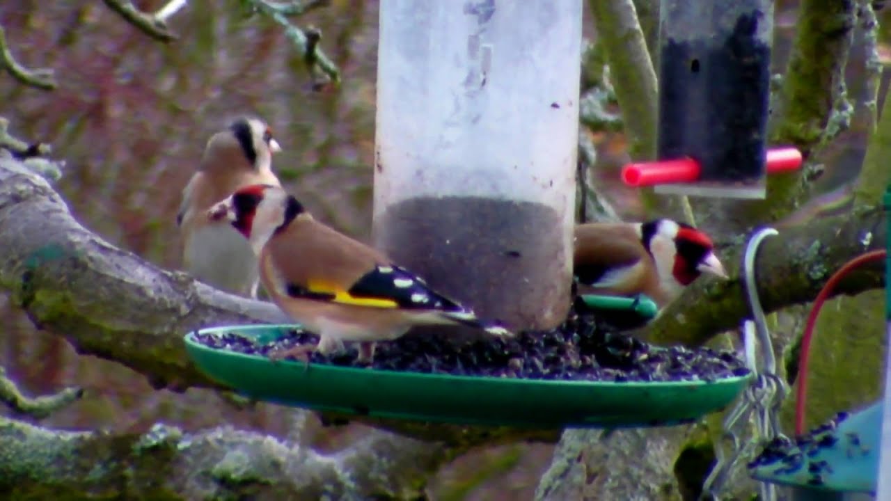 Chaffinch and Goldfinch - YouTube