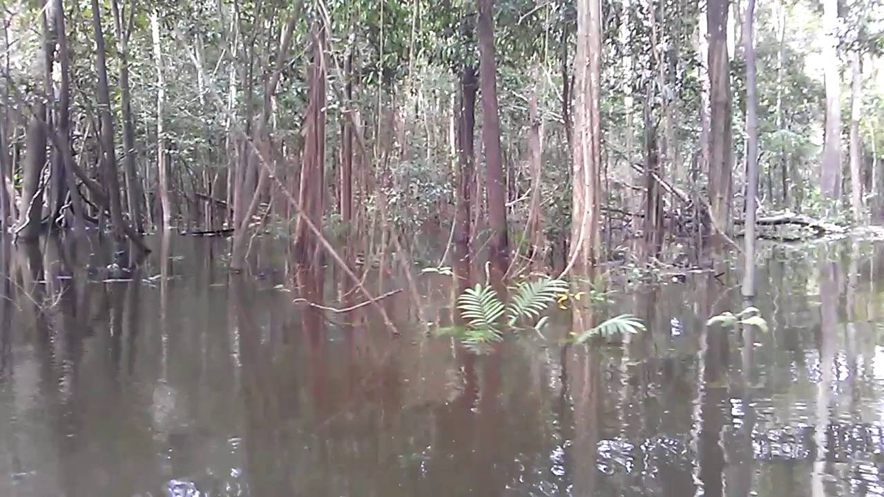 Amazon rain forest Manaus, Brazil - YouTube
