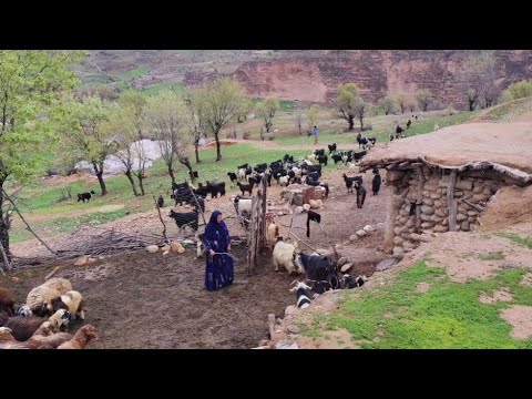 A cold rainy morning in the nomadic area - milking the goats and feeding the sheep - YouTube