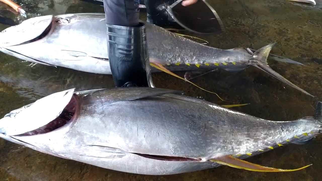 A Grade Fresh Tuna Cutting 黑鮪魚切割技能 - Amazing Cutting Skills - YouTube
