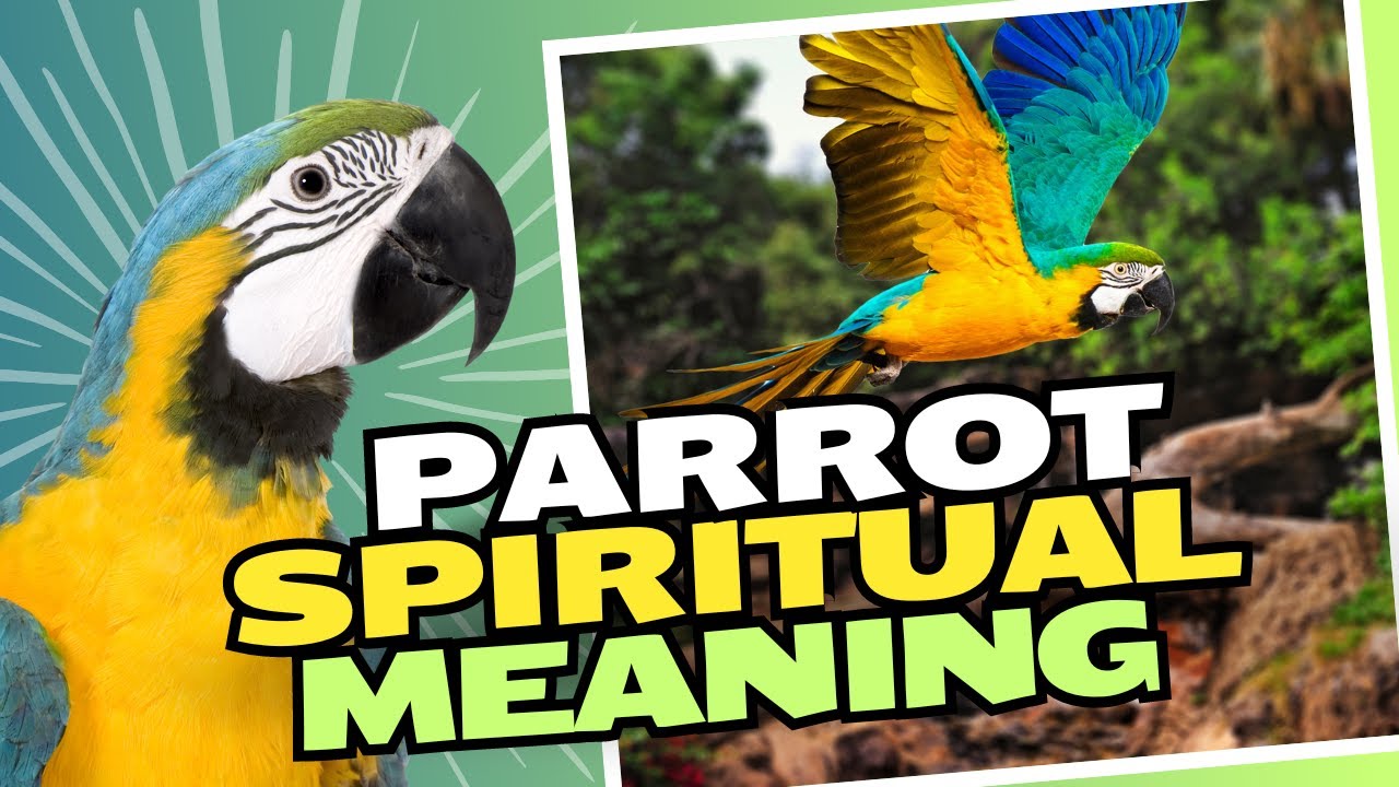 Spiritual Meaning of Parrots | The Spiritual Parrot - YouTube