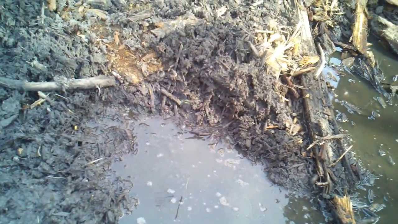 Strange Insect Behavior - YouTube