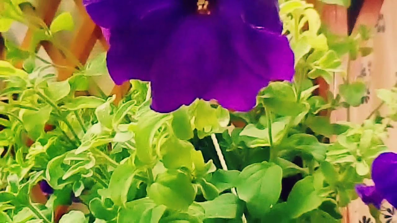 Flori flori, multe flori !!! 🌹🌸🌼🌺 - YouTube