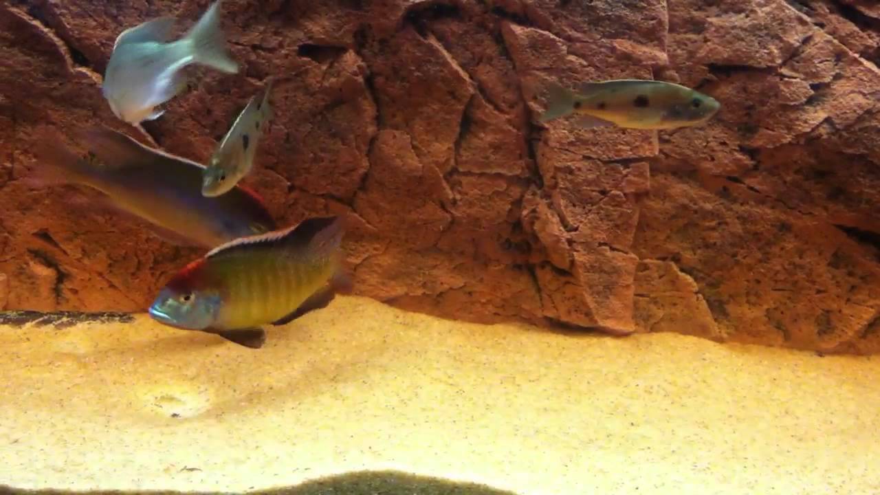 Lethrinops sp. red cap Itungi dominant male - PISCES - YouTube