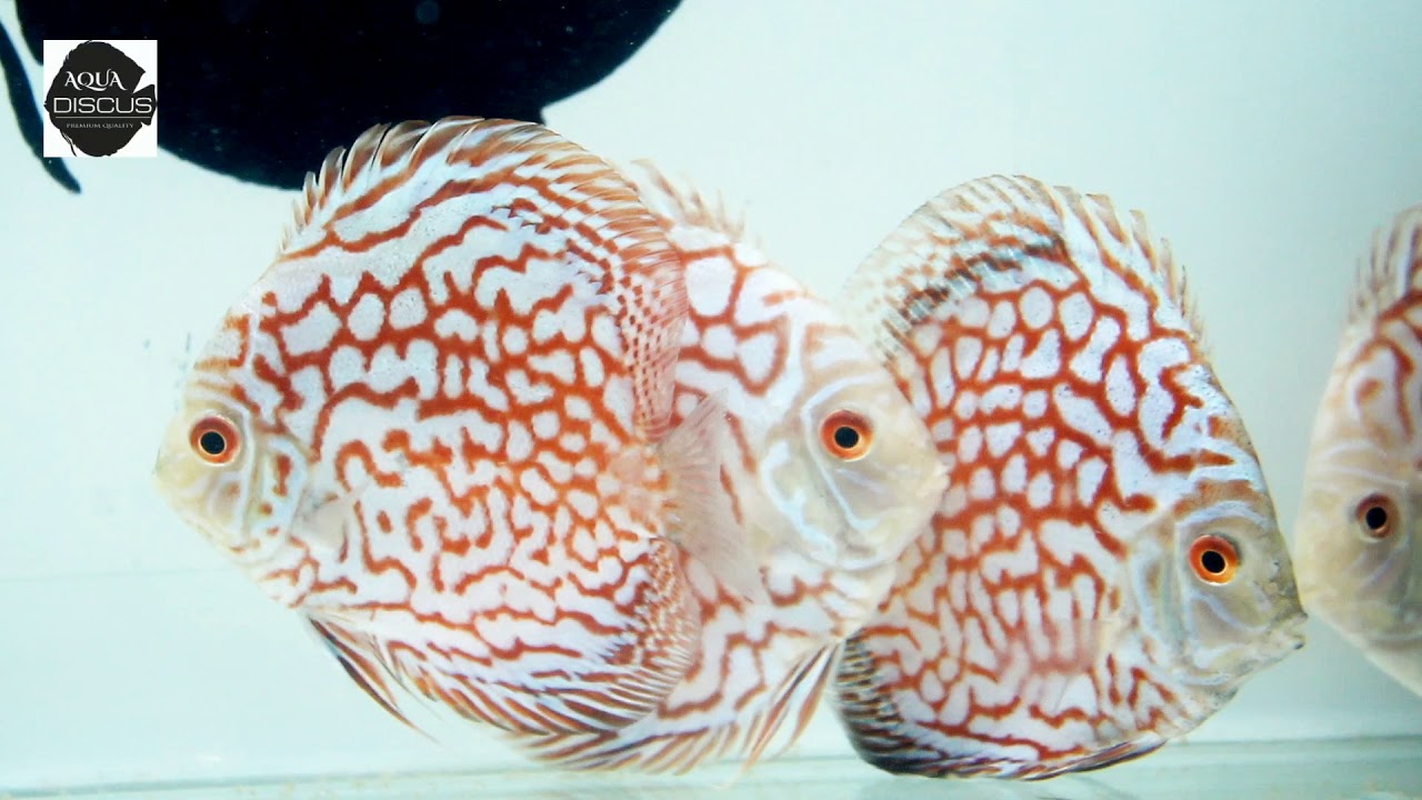 Niche Red Eagle Discus 4"+ Aqua Discus - YouTube