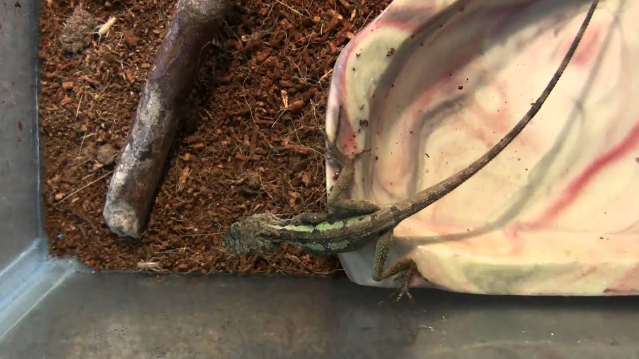 Neon Tree Dragon Eats Cricket 2 - YouTube