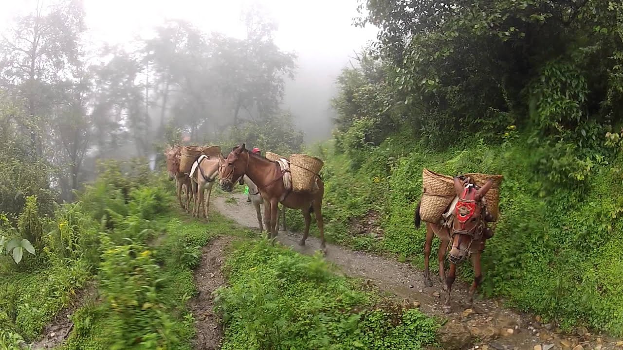 Donkey Caravan in Annapurna, Nepal - YouTube