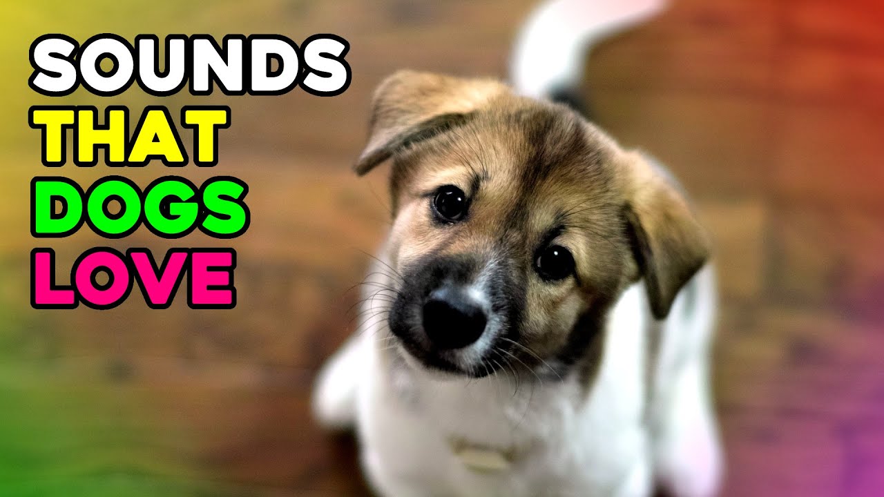 Sounds That Dogs Love To Hear The Most 🐕 Dog Sounds - YouTube