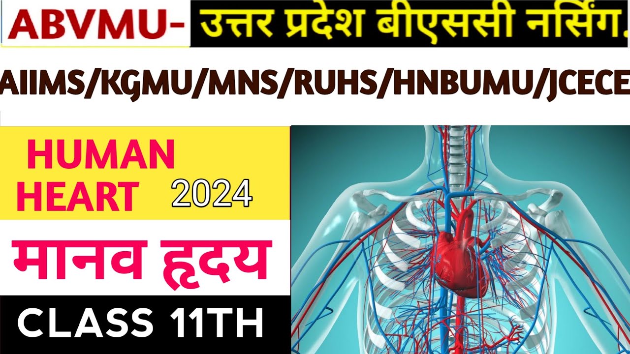 Function of Heart| Structure of the Human Heart |Chambers of the Heart ...