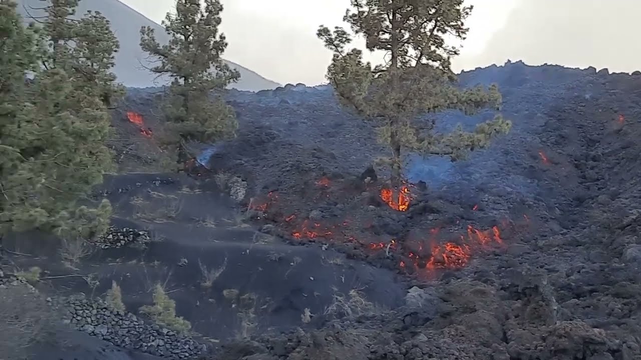 LAVA LOBE Advances to Burn Tree, *Tajogaite Volcano*, La Palma ...