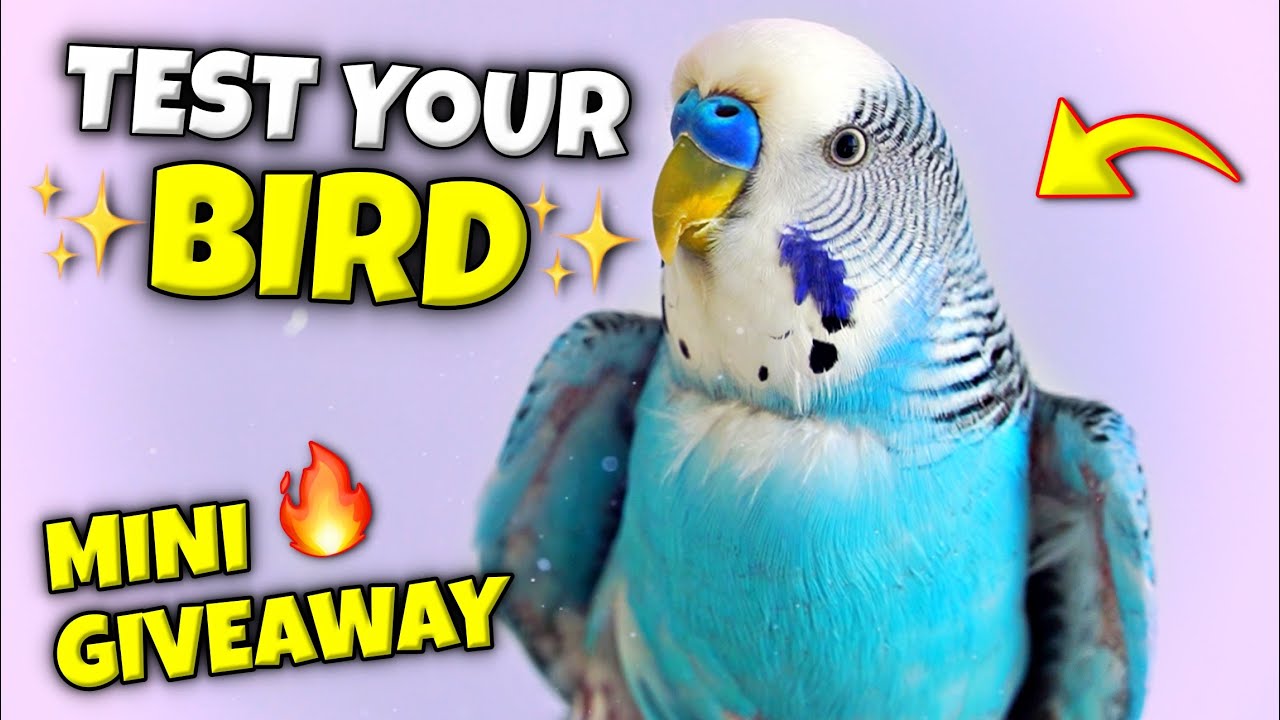 5 Signs Your Pet Bird is Special #temu - YouTube