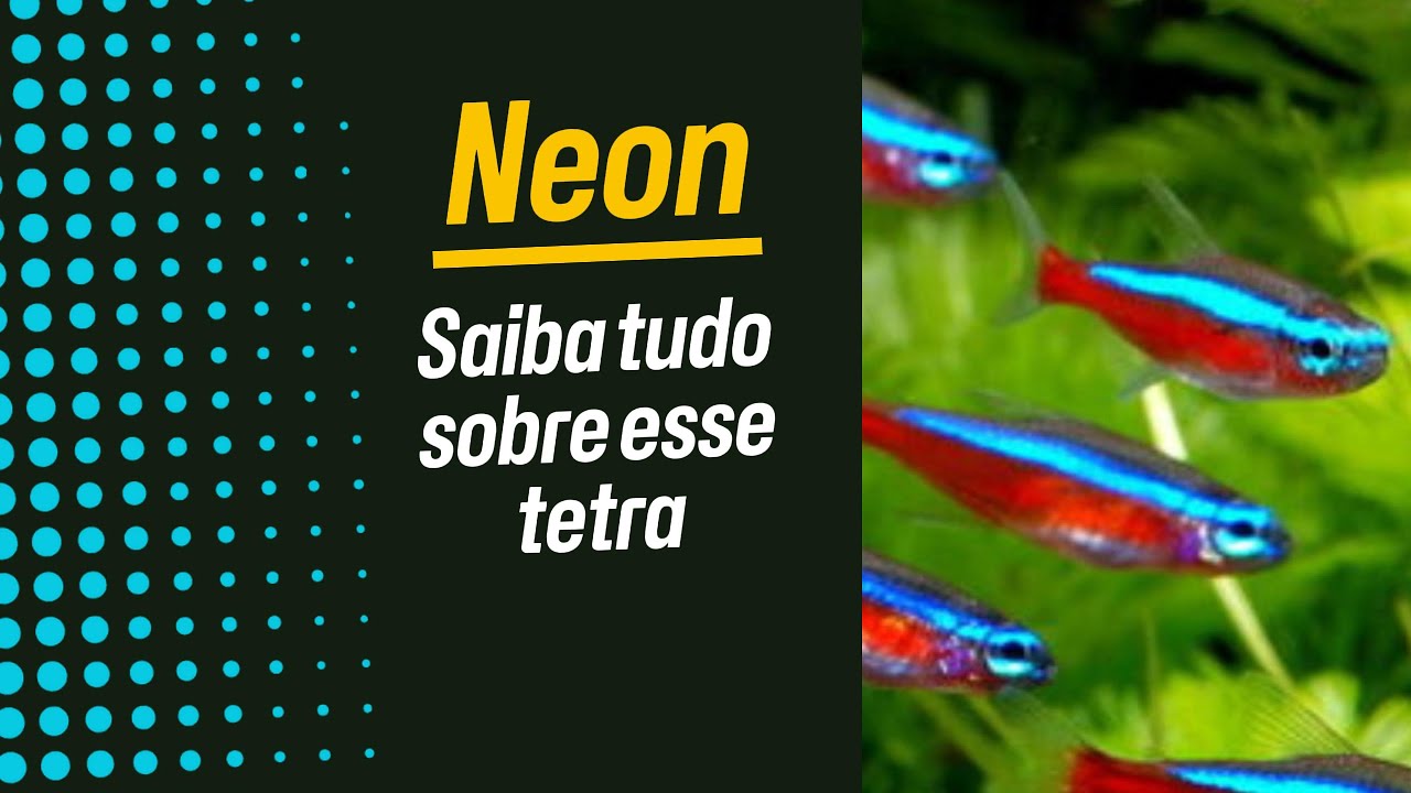 CONHEÇA O TETRA NEON CARDINAL - YouTube