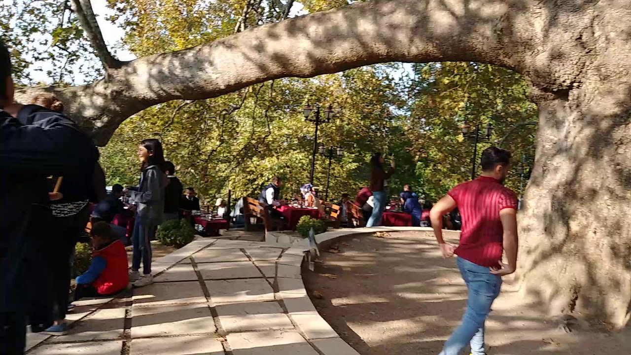 Biggest tree I've ever seen 630 years old in Bursa الشجرة المعمرة - YouTube