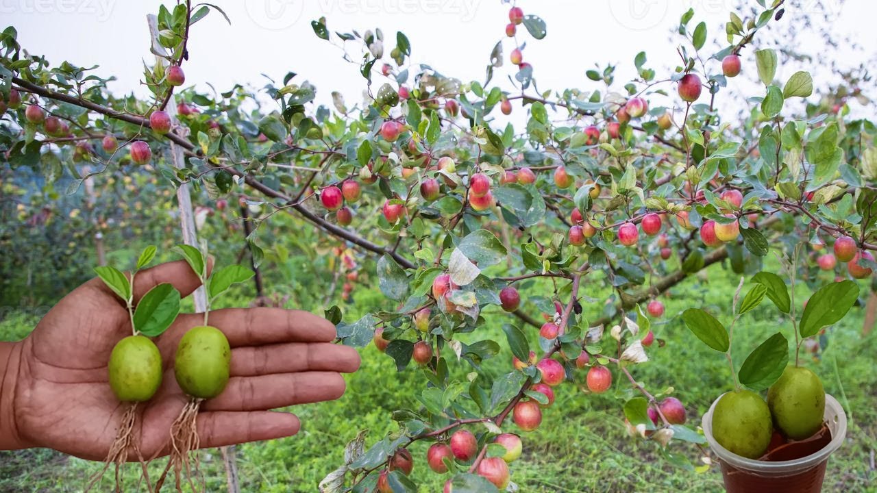 Grow Jujube (Boroi / Kul) very easy - YouTube