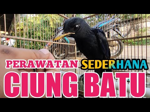 CARA PERAWATAN SIMPEL BURUNG CIUNG BATU CEPAT GACOR DAN MENARI - YouTube