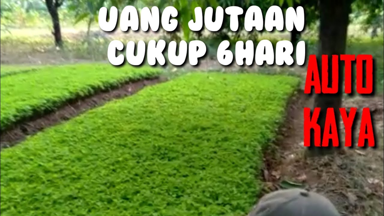 Tutorial menanam katel part_3 || Panen katel Auto kaya dalam 6hari ...