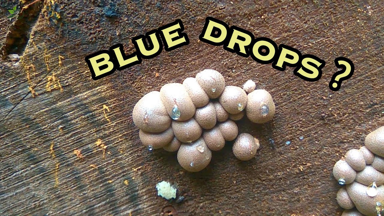 Wolf's Milk Slime (Lycogala epidendrum) - YouTube