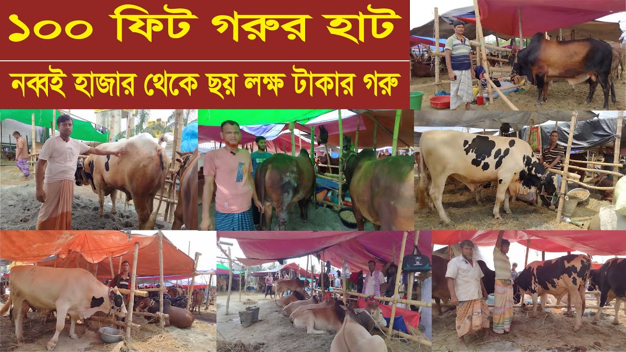 100 Feet Gorur Hat-2023 | ১০০ ফিট গরুর হাট | গরুর দাম যানুন | In Simple ...