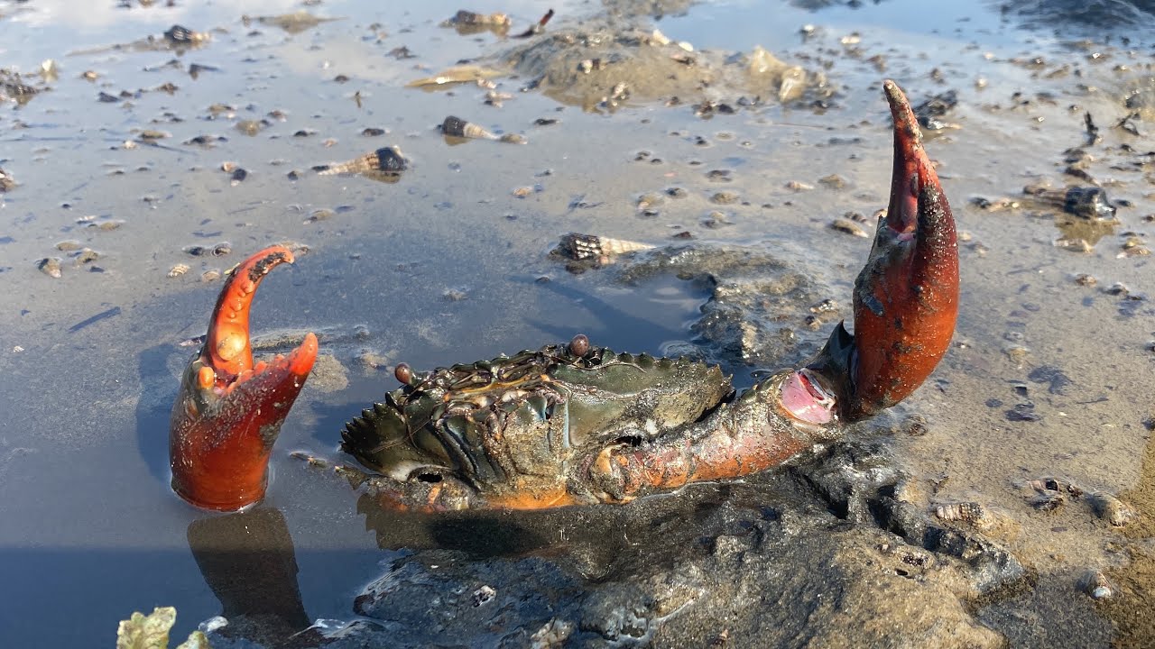 Wow So big crab catching crab giant mud crab after low tide -that's amazing crab (GIANT MUD CRAB ...