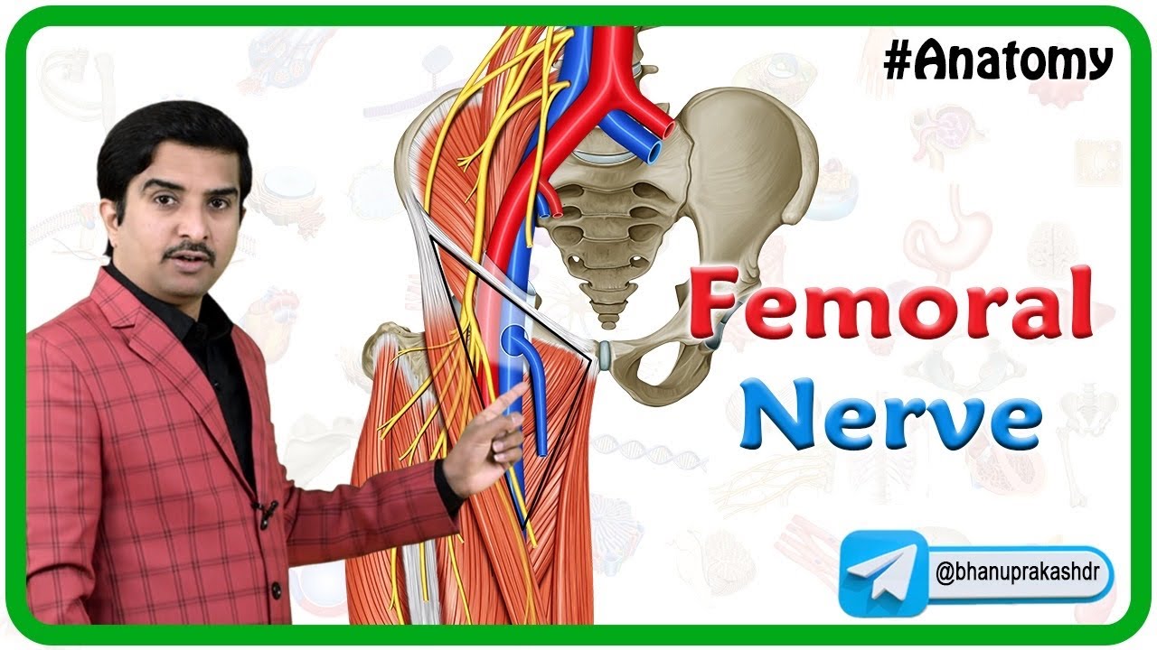 Femoral Nerve Anatomy Animation : Origin, Course, Sensory and Motor ...
