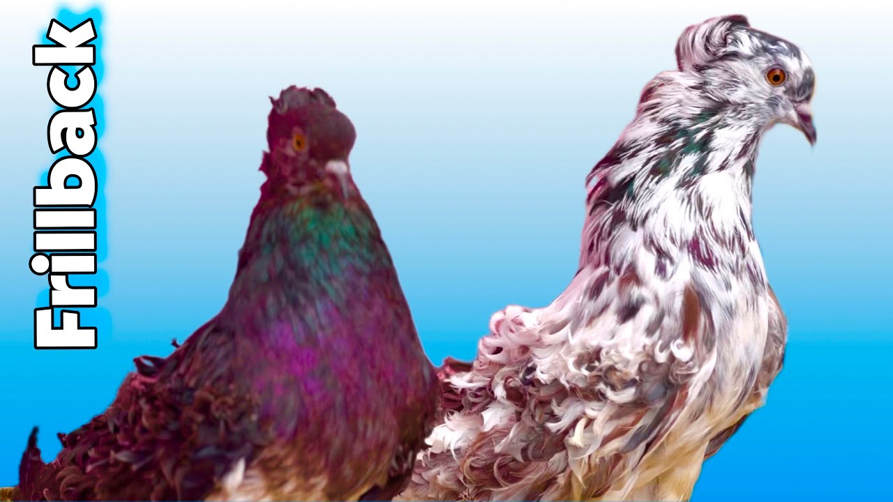 Fancy Frillback Pigeons - The Most Beautiful at Zohel’s Pigeon Loft ...