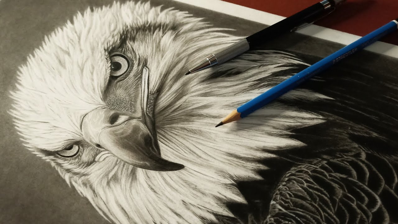 How To Draw A Realistic Eagle From Sketch to Final: A Complete Drawing ...