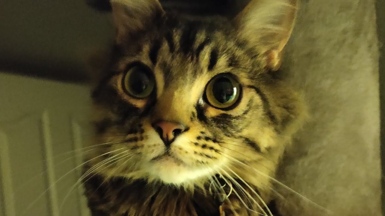 kitty cartel - YouTube