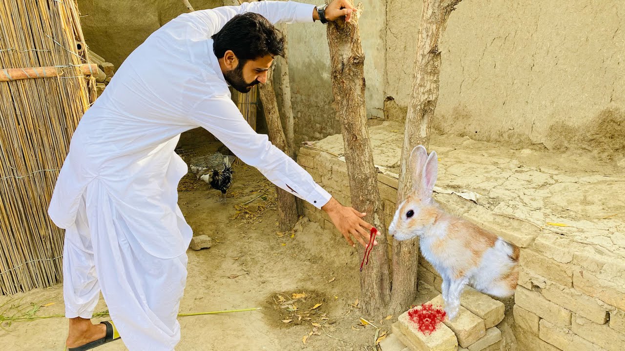 Rabbits Attack on me | Rabbit na hamla kar diya | Apna Dihat - YouTube