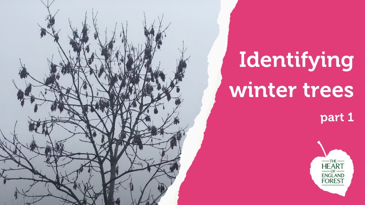 Identifying Trees in Winter with the Forest - Part 1 - YouTube